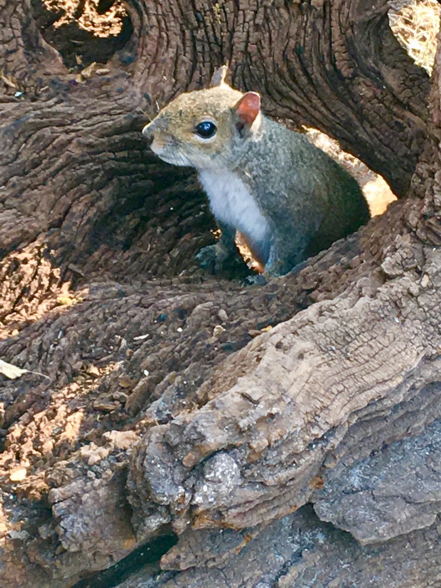 Got Nuts? – Dreaming Reality