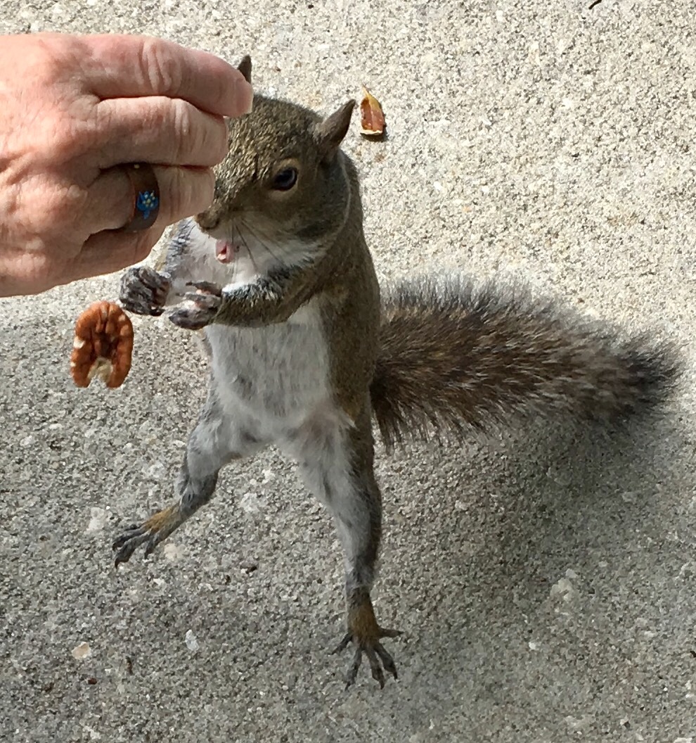 Got Nuts? – Dreaming Reality