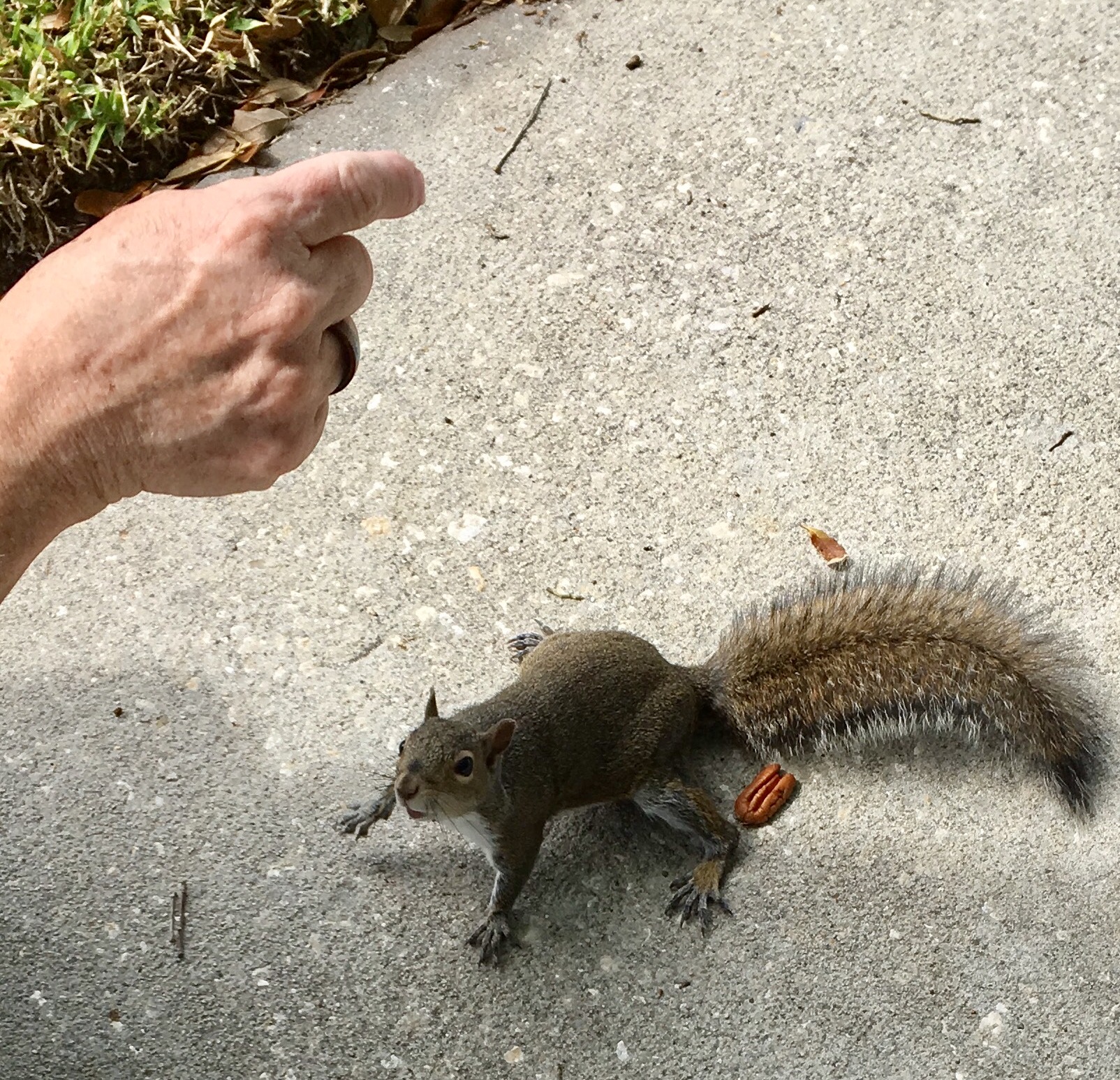 Got Nuts? – Dreaming Reality